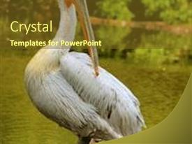 Pelican Bird Sitting PPT template 47 | CrystalGraphics