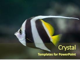 Pennant Coralfish Heniochus Acuminatus PPT template 61 | CrystalGraphics