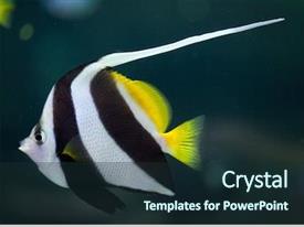 Pennant Coralfish Heniochus Acuminatus PPT template 44 | CrystalGraphics