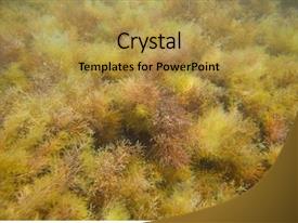 Photo Of Seaweed Underwater World PPT template 30 | CrystalGraphics