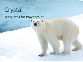 Polar Bears Arctic Ocean Ice PPT template 71 | CrystalGraphics