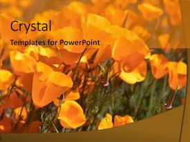 Poppy California Poppies Landscape PPT template 43 | CrystalGraphics