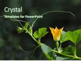 Pumpkin Plants Spaghetti Squash Flower Plant PPT template 71 ...