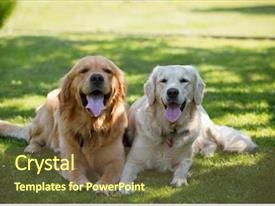 Purebred Playful Golden Retriever PPT template 20 | CrystalGraphics