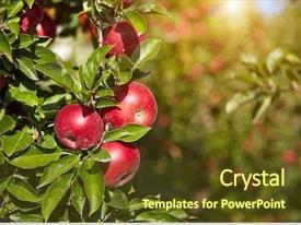 Red Apples On The Trees PPT template 11 | CrystalGraphics