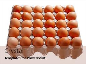 Red Chicken Eggs Eve Farm PPT template 51 | CrystalGraphics