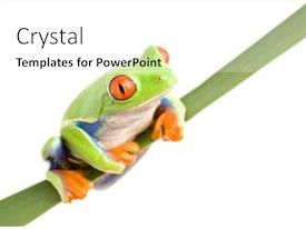 Red Eyed Tree Frog Agalychnis PPT template 54 | CrystalGraphics