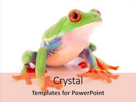 Red Eyed Tree Frog PPT template 86 | CrystalGraphics