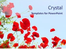 Premium Template for PowerPoint & Google Slides (lohumnuu)