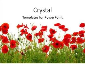 Premium Template for PowerPoint & Google Slides (jnmkmkpuh)