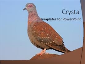 Rock Pigeon Columba Guinea Perched PPT template 19 | CrystalGraphics