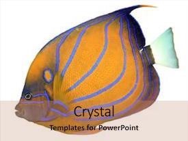 Royal Marines Reef Fish Cut Out Isolated PPT template 77 | CrystalGraphics