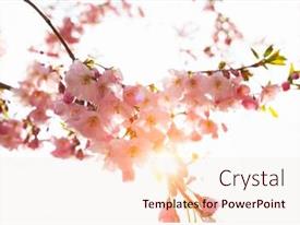 Sakura Flowers Over Blurred Background PPT template 62 | CrystalGraphics