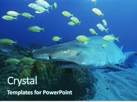 Sand Tiger Shark Carcharias Taurus PPT template 53 | CrystalGraphics