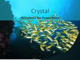School Bigeye Snapper Fish PPT template 49 | CrystalGraphics