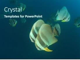 School Of Fish Spadefish Batfish PPT template 32 | CrystalGraphics