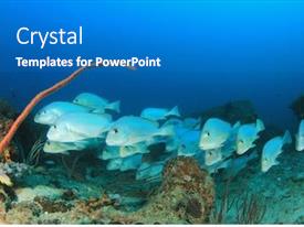 School Of Silver Sweetlips Fish PPT template 13 | CrystalGraphics
