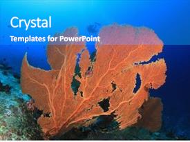 Scuba Divers Explore Coral Reef PPT template 97 | CrystalGraphics