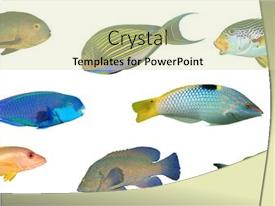 Sea Fish Isolated Collection PPT template 85 | CrystalGraphics