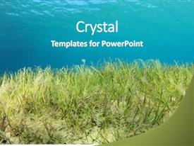Seagrass Underwater Background Of Sea Grass PPT template 69 ...