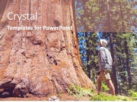 Sequoias Forest In Summer Season PPT template 46 | CrystalGraphics