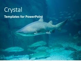 Shark Swimming In Fish Tank PPT template 75 | CrystalGraphics