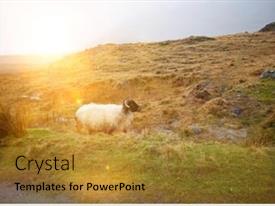 Sheep In Field With Strong PPT template 78 | CrystalGraphics