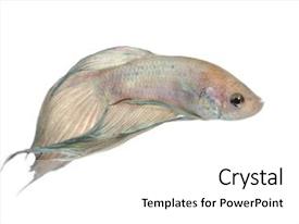 Frailty Siamese Fighting Fish Betta PPT template 48 | CrystalGraphics