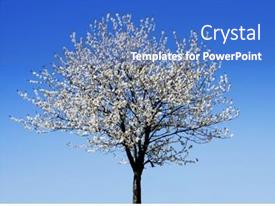 Premium Template for PowerPoint & Google Slides (kuopihjou)