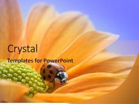 Single Ladybug Explores A Yellow PPT template 16 | CrystalGraphics