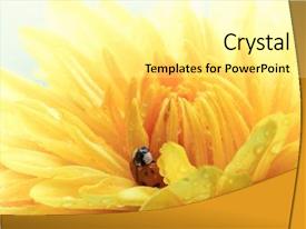 Single Ladybug Explores A Yellow PPT template 28 | CrystalGraphics