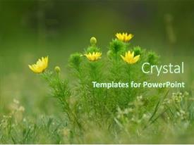 Spring First Flowers Flowering Bush PPT template 83 | CrystalGraphics