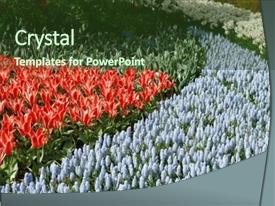 Spring Flower Bed PPT template 93 | CrystalGraphics