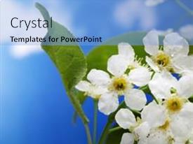 Spring Flower On Sky Beckground PPT template 85 | CrystalGraphics
