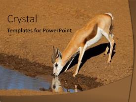 Springbok Antelope Antidorcas Marsupialis Drinking PPT template 89 ...