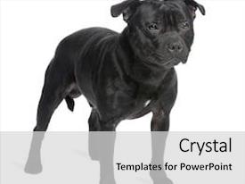 Staffy Staffordshire Bull Terrier In PPT template 19 | CrystalGraphics