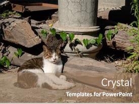 Stray Fat Cat Sleep PPT template 59 | CrystalGraphics