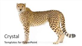 145 Best Cheetah-Themed Templates for PowerPoint & Google Slides