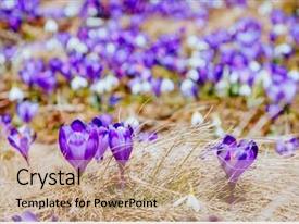 Stunning First Flowers In Dry PPT template 3 | CrystalGraphics