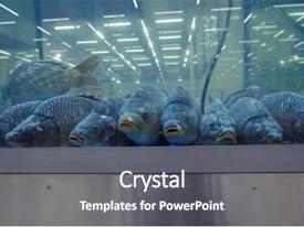 Aquaculture Fish Farming The Aquarium PPT template 77 | CrystalGraphics