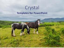 Three Horses In A Farm PPT template 63 | CrystalGraphics