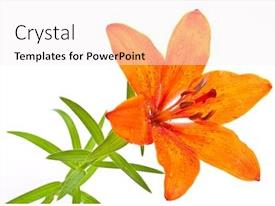 Tiger Lily PPT template 25 | CrystalGraphics