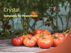 Tomatoes Vegetable Garden Organic Products PPT template 19 ...