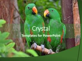 Tropical Bird Colorful Couple Macaw Sitting PPT template 89 ...