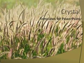 Tropical Wild Cereal Meadow Under PPT template 2 | CrystalGraphics