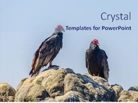 Turkey Vultures Peru PPT template 47 | CrystalGraphics