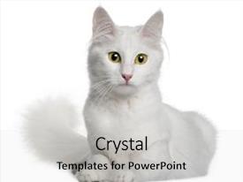 Turkish Angora 18 Months Old PPT template 55 | CrystalGraphics