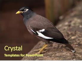 Mynah Turkmenistan Common Myna PPT template 82 | CrystalGraphics