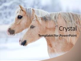 Two Horses In Winter PPT template 9 | CrystalGraphics