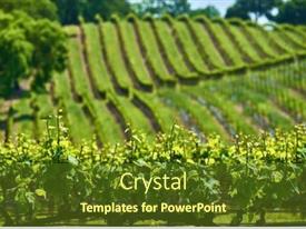 Vineyards Landscape In California Usa PPT template 80 | CrystalGraphics